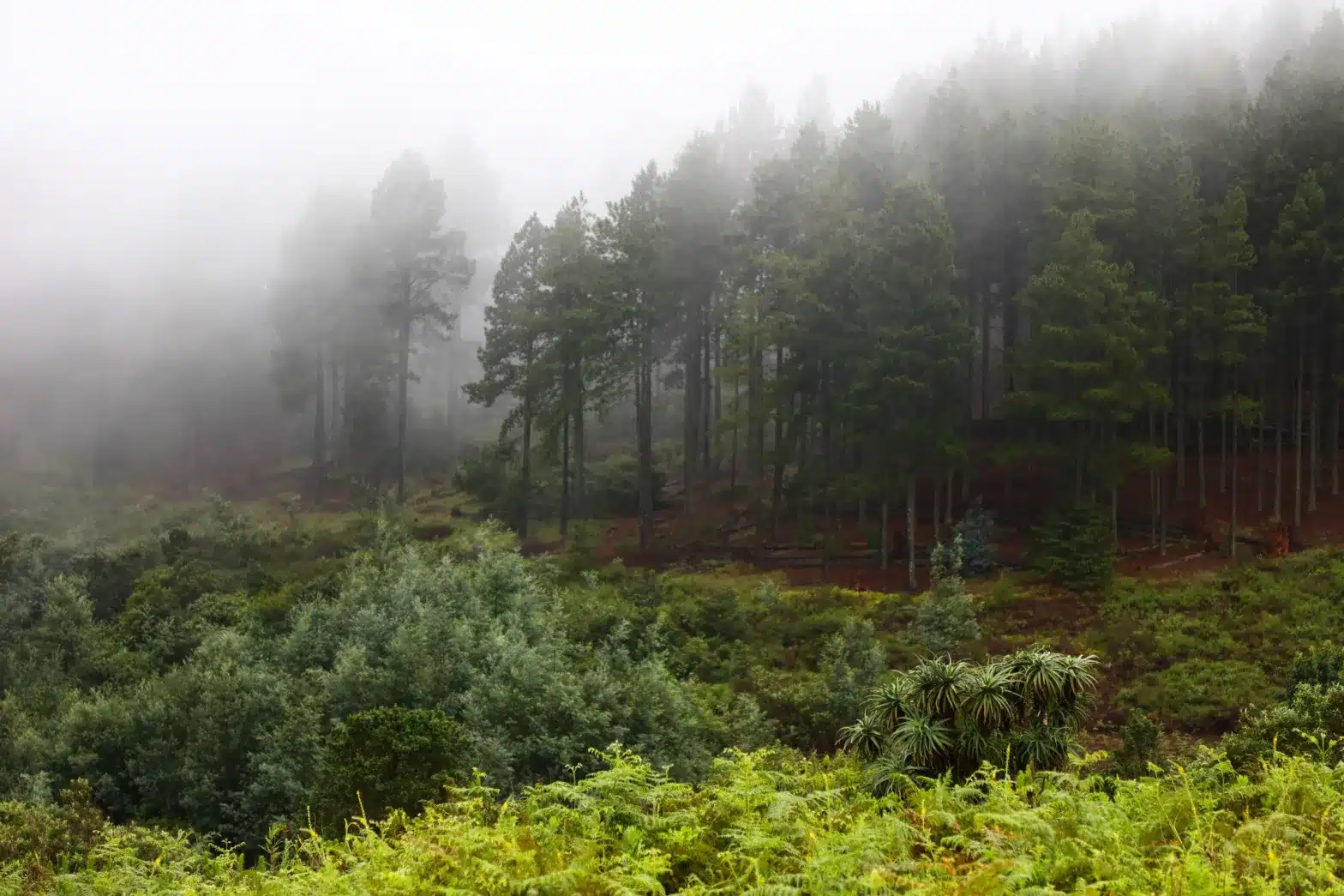 116 Zimbabwe (RFP) - Climate Action Africa (CAA)